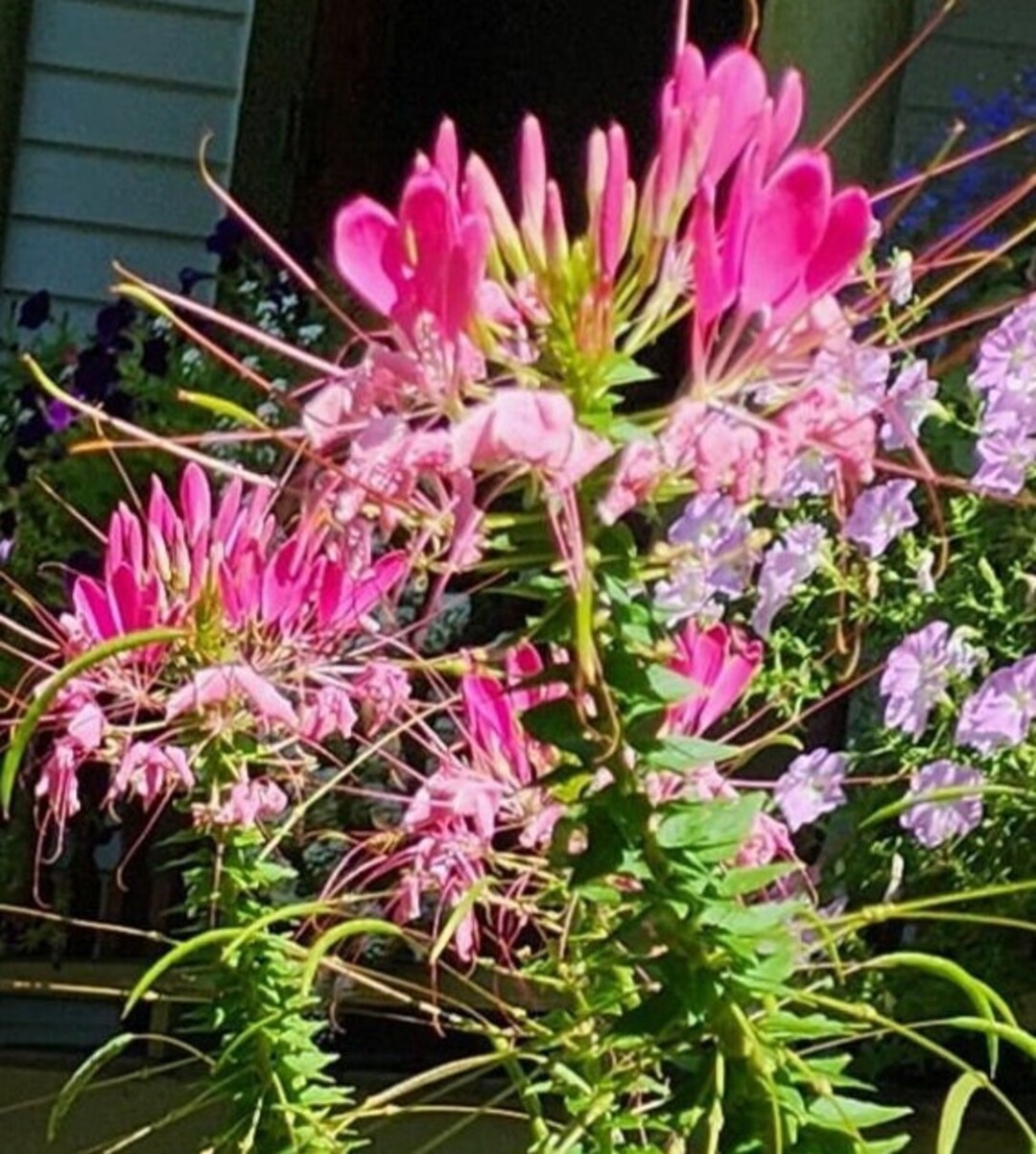 Cleome (spider Plant) Mixed Colors, Annual (seed Packet) - Etsy
