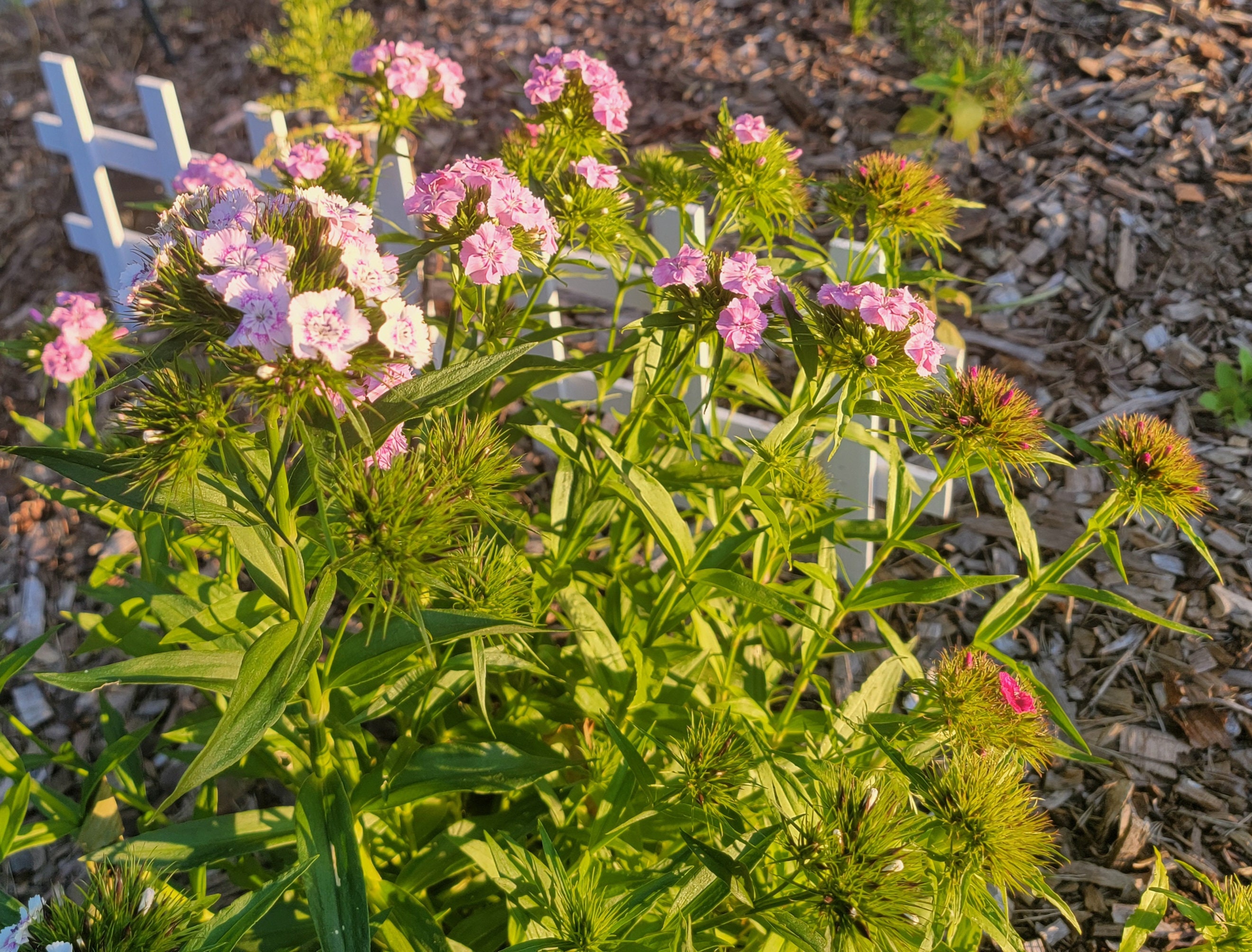 Dianthus Sweet William, Perennial (60+ Seeds) - Etsy