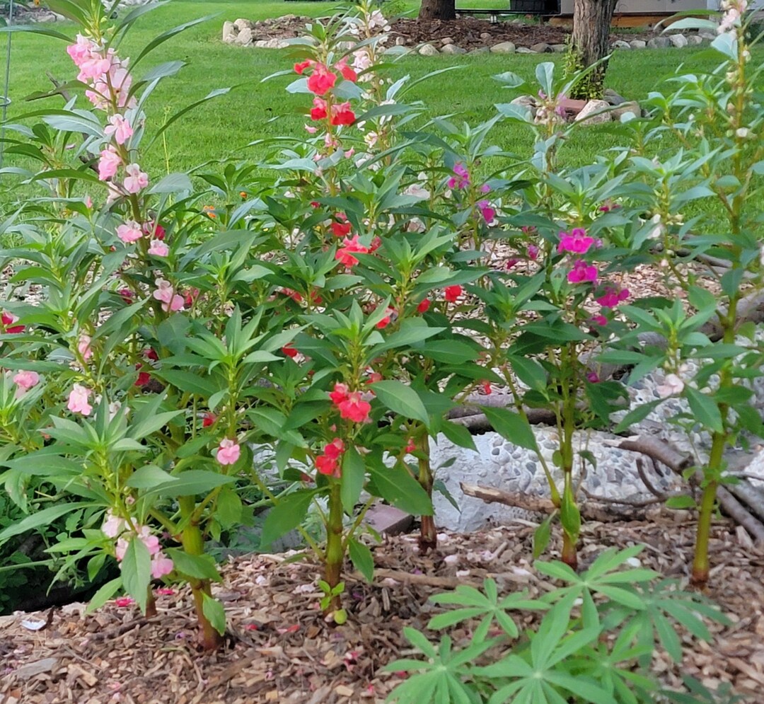 Balsam Many Colors Mix, Tropical Looking Annual (seed Packet) - Etsy