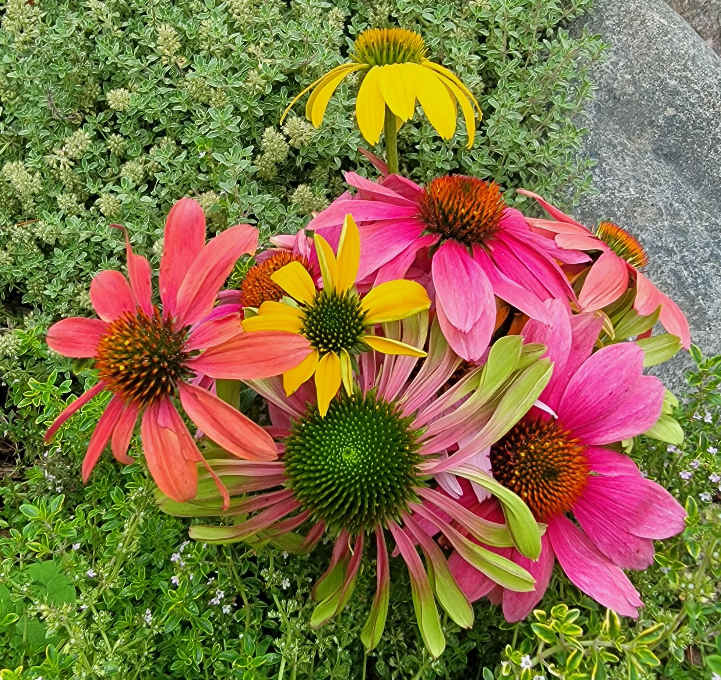 Echinacea (all of Our Varieties), Coneflower Mix (15+ Seeds), Perennial ...