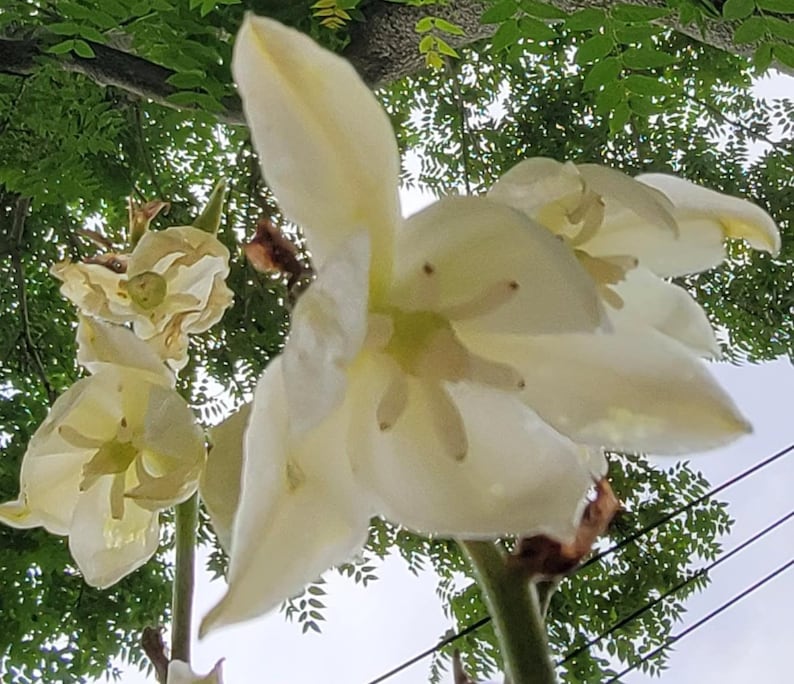 Giant Cold Hardy Yucca, Perennial seed Packet - Etsy