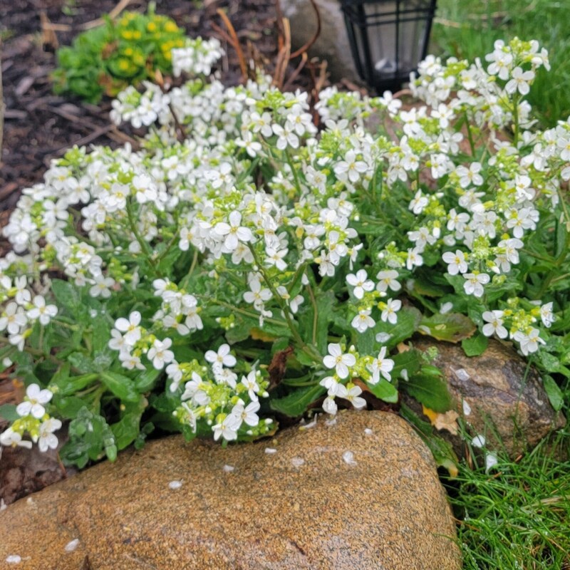 Rock Cress - Etsy