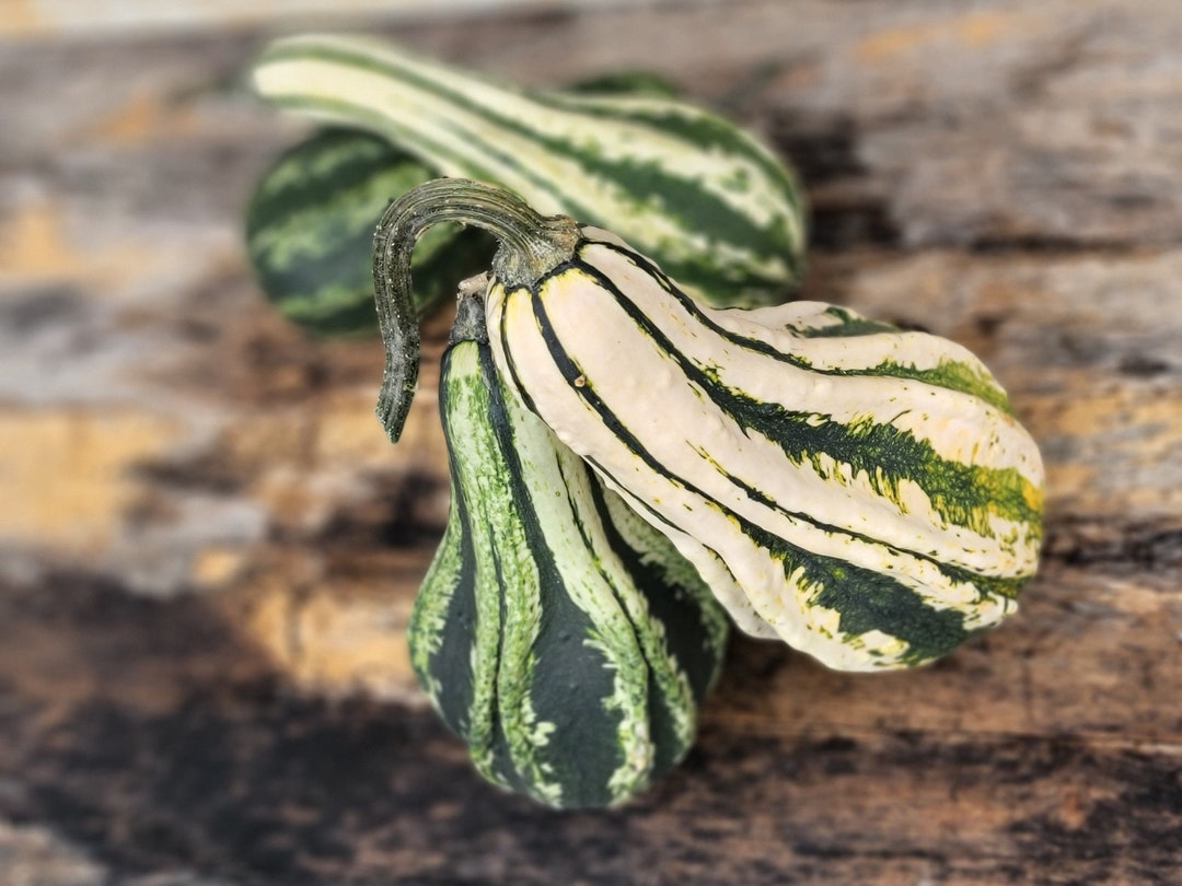 Green and White Caveman's Club Gourd, Ornamental Gourd (10+ Seeds) (no ...