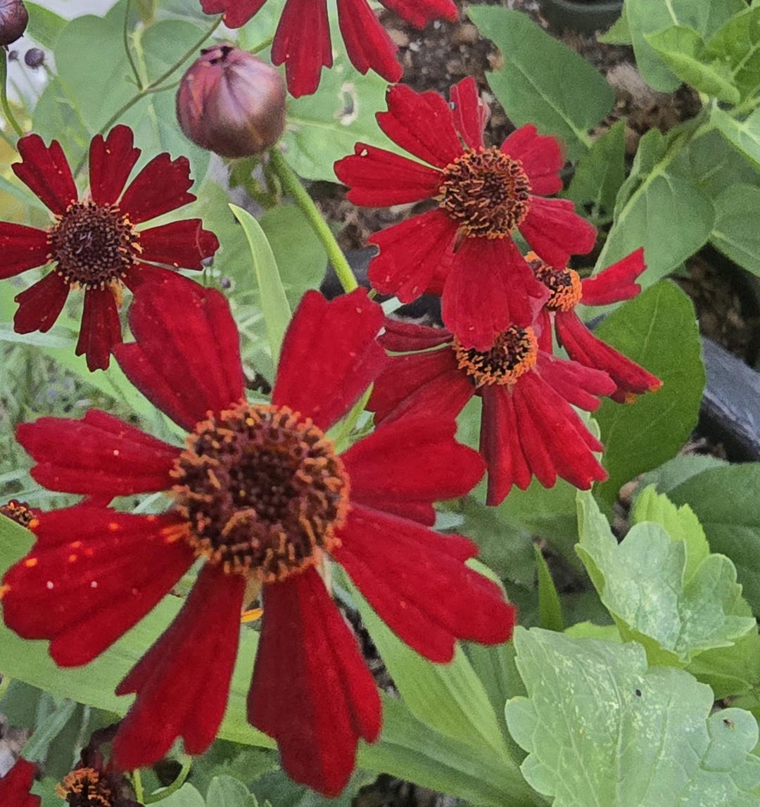 Small Red Coreopsis (extremely Hardy). 100+ Bulk Seeds, Annual - Etsy