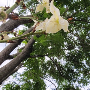 Giant Cold Hardy Yucca, Perennial seed Packet - Etsy