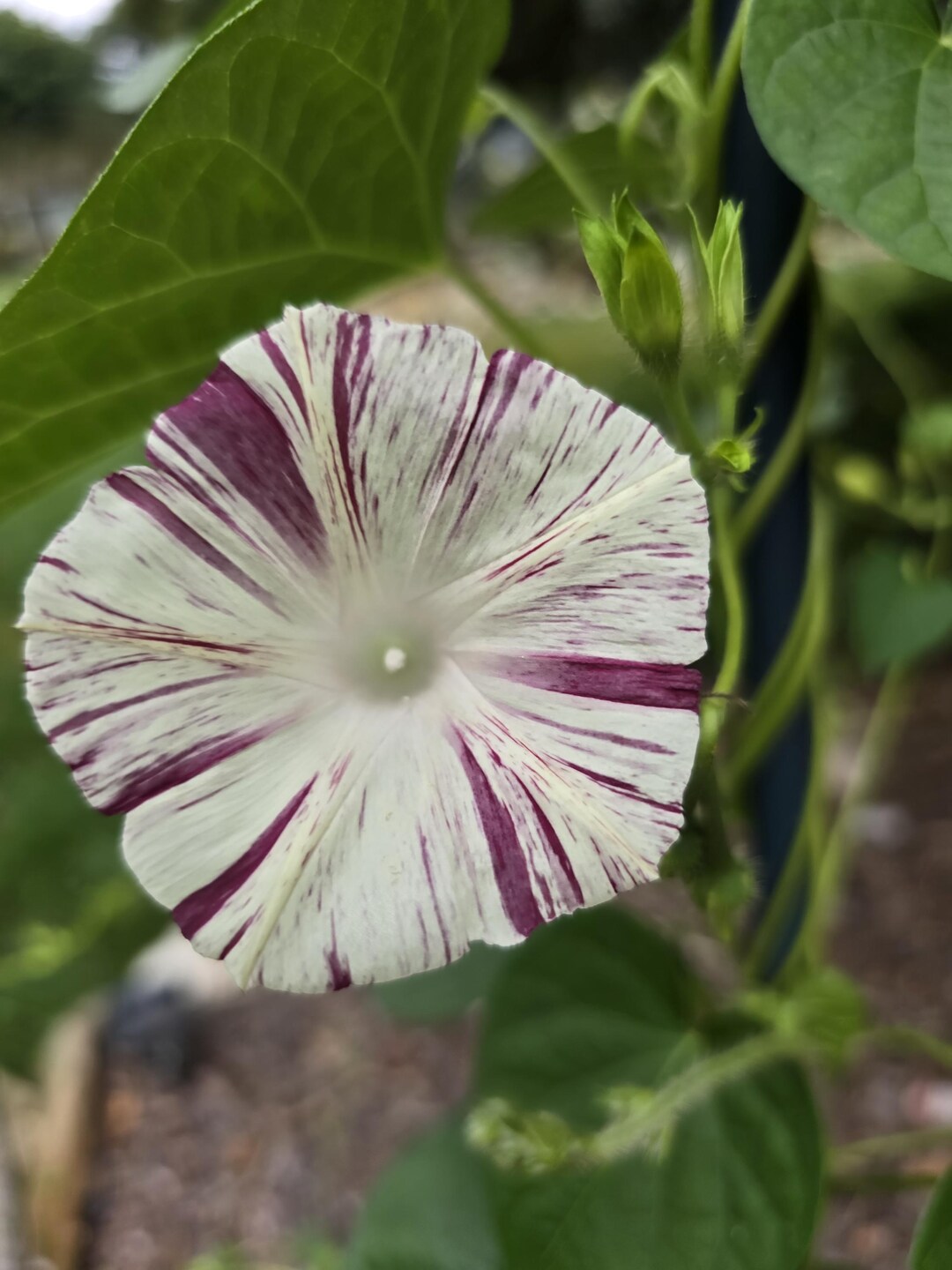 Valentine Morning Glories (broken Red and White), Annual (10+ Seeds) - Etsy