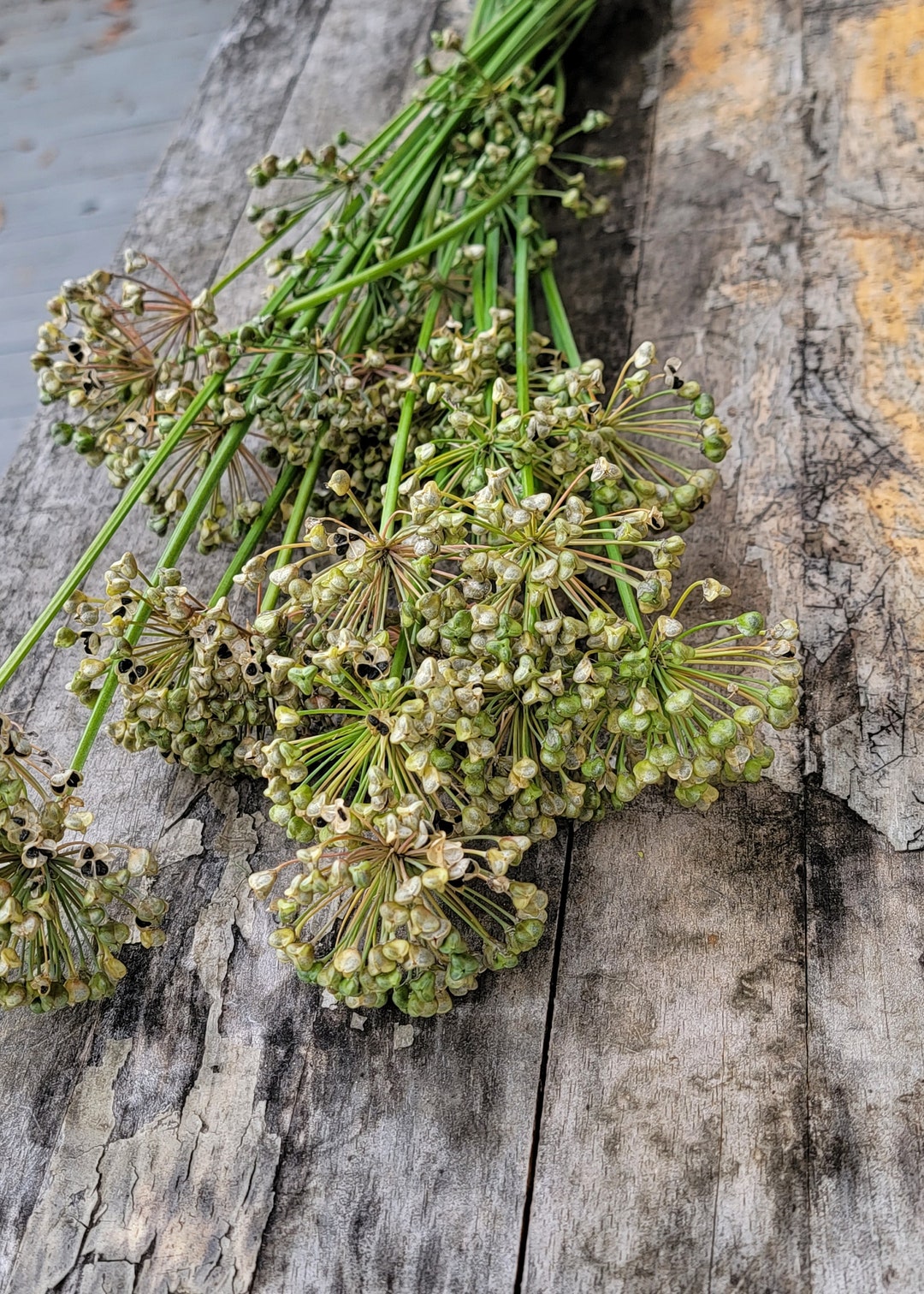 White Chives, Perennial seed Packet - Etsy
