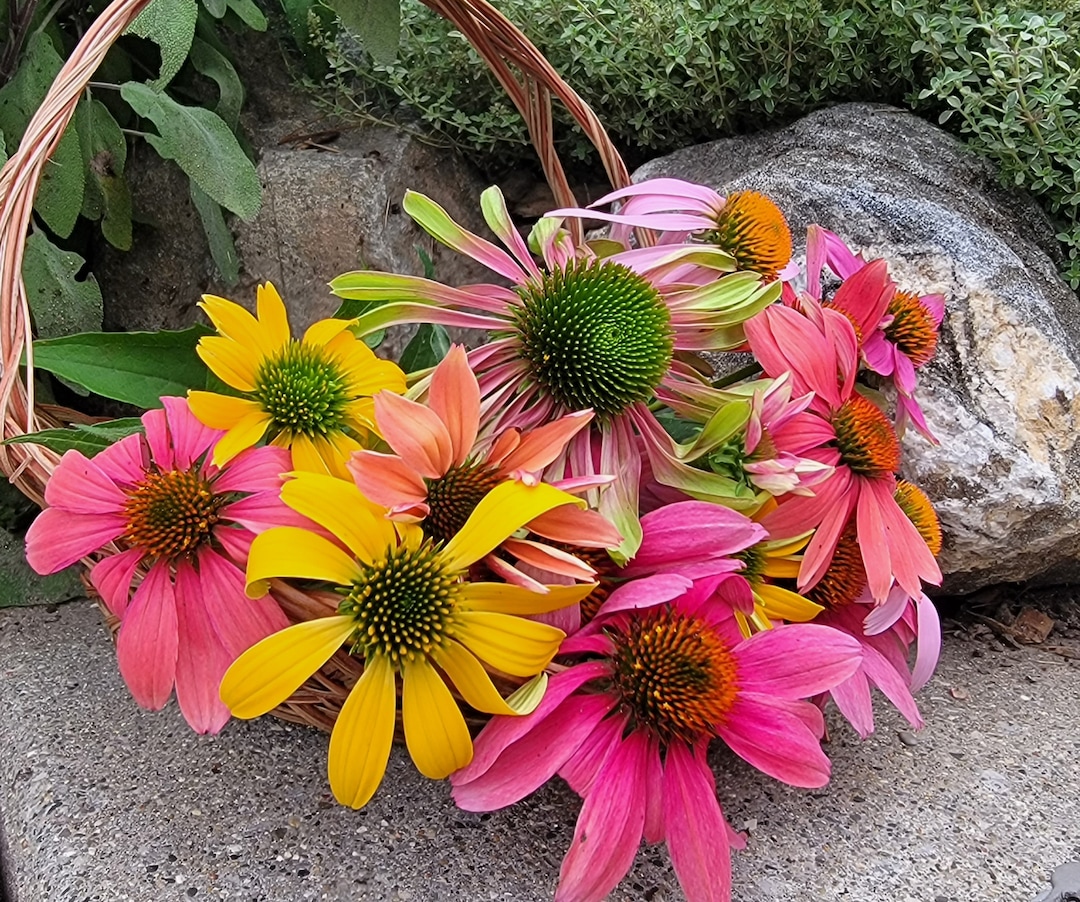 Echinacea (all of Our Varieties), Coneflower Mix (25+ Seeds), Perennial ...