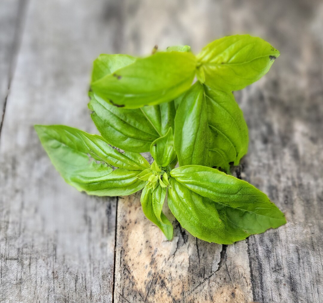 Sweet Basil, Cooking Herb (seed Packet) - Etsy