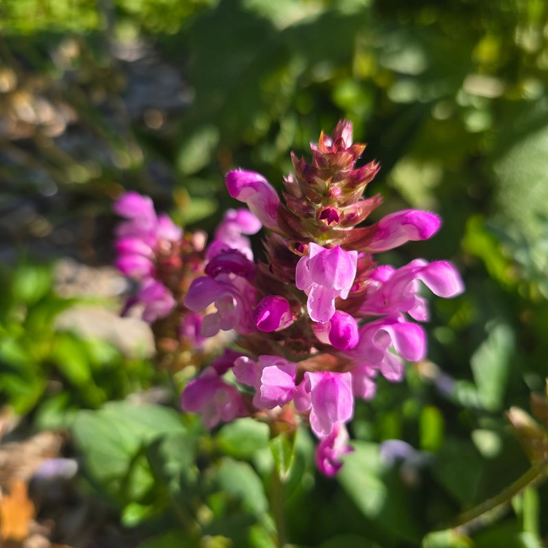 SquirrelRunFarm - Etsy