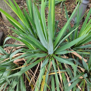 Giant Cold Hardy Yucca, Perennial seed Packet - Etsy