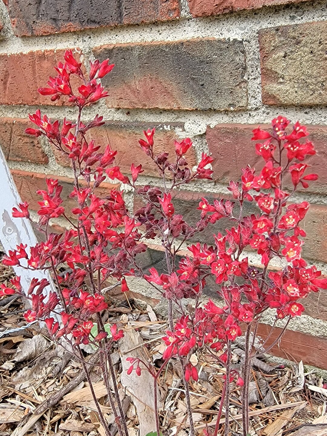 Coral Bells Mix, Perennial (70+ Seeds) - Etsy