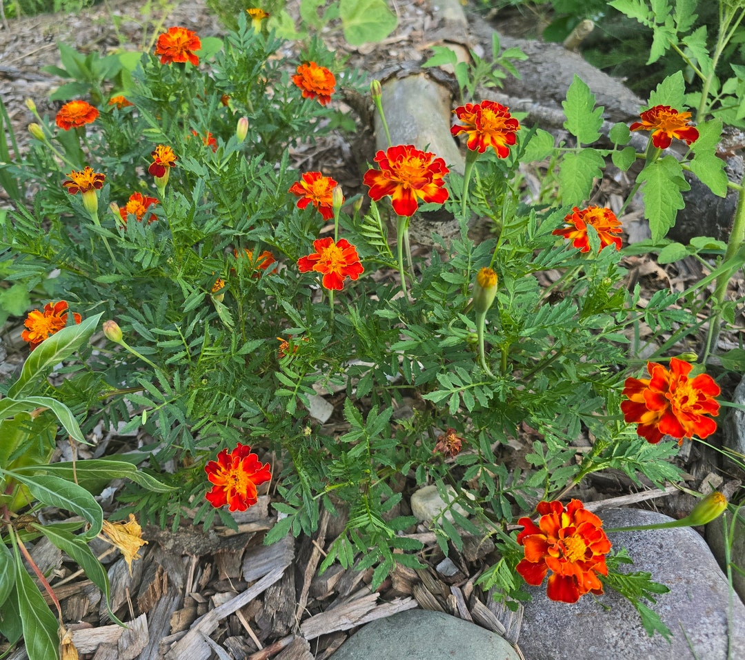 Marigolds (normal) 50+ Seeds, Annual - Etsy