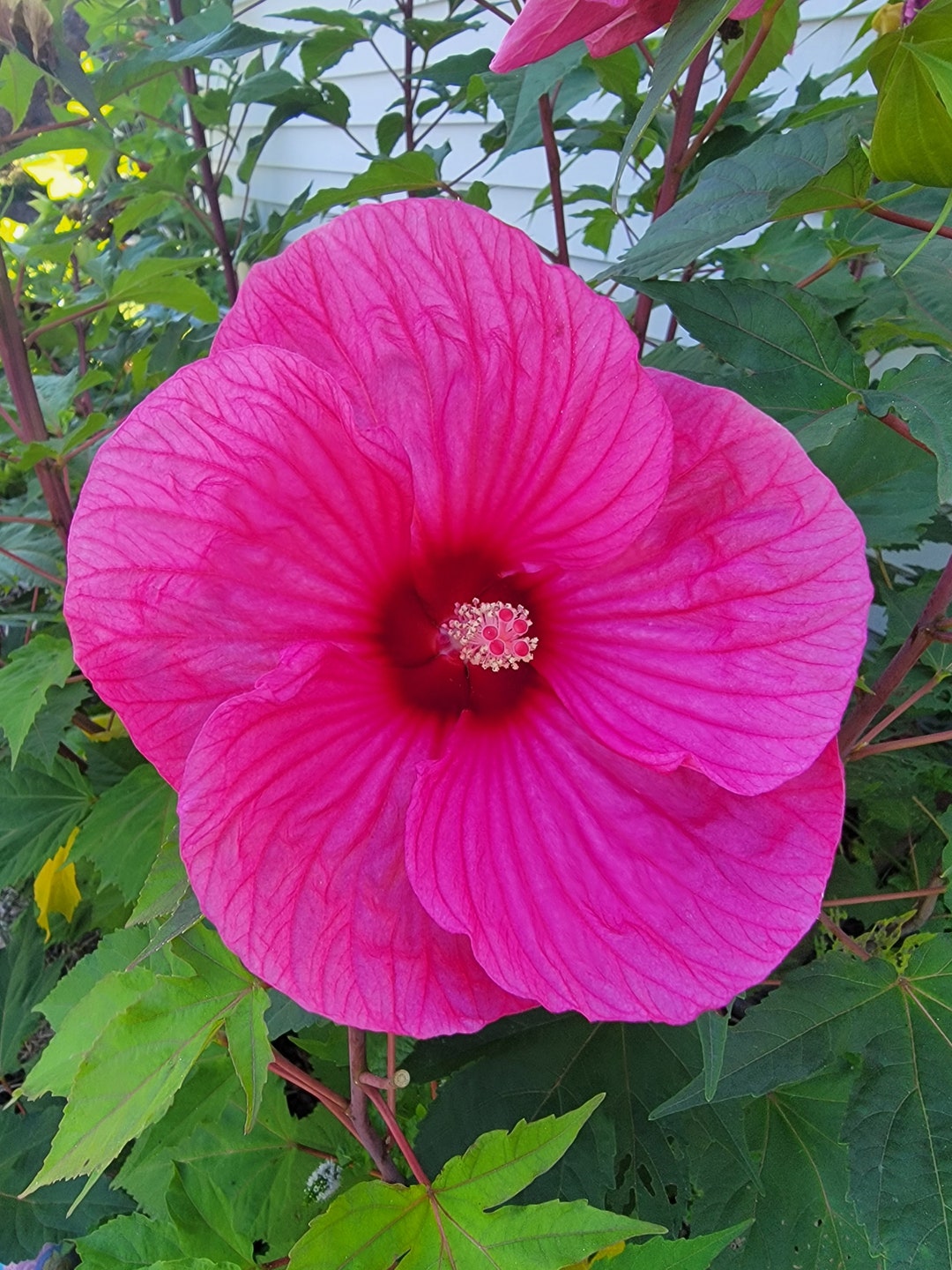 Cold Hardy Hibiscus Seeds (pink With Red Center), Perennial (10+ Large ...