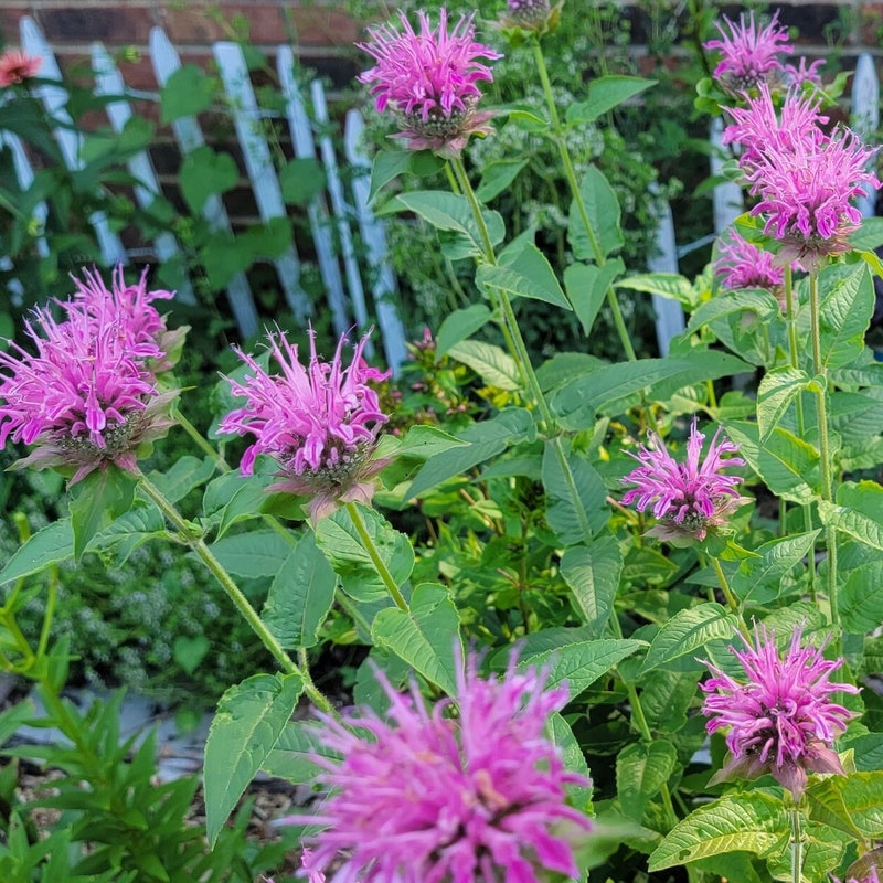 Bee Balm Live Plant - Etsy