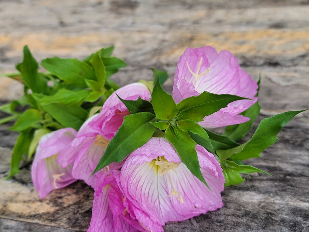 Showy Evening Primrose (pink), Perennial (45+ Seeds) - Etsy