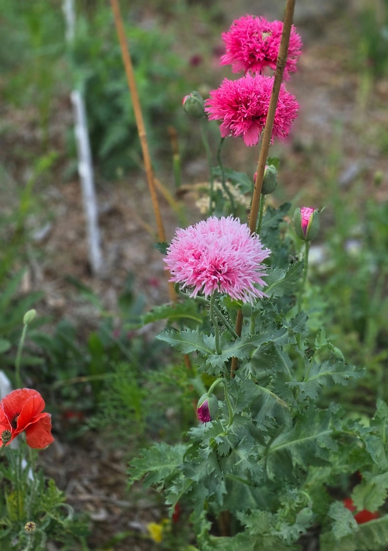 Rose Feather Poppies (2 Shades of Pink), Annual (100++ Seeds) - Etsy
