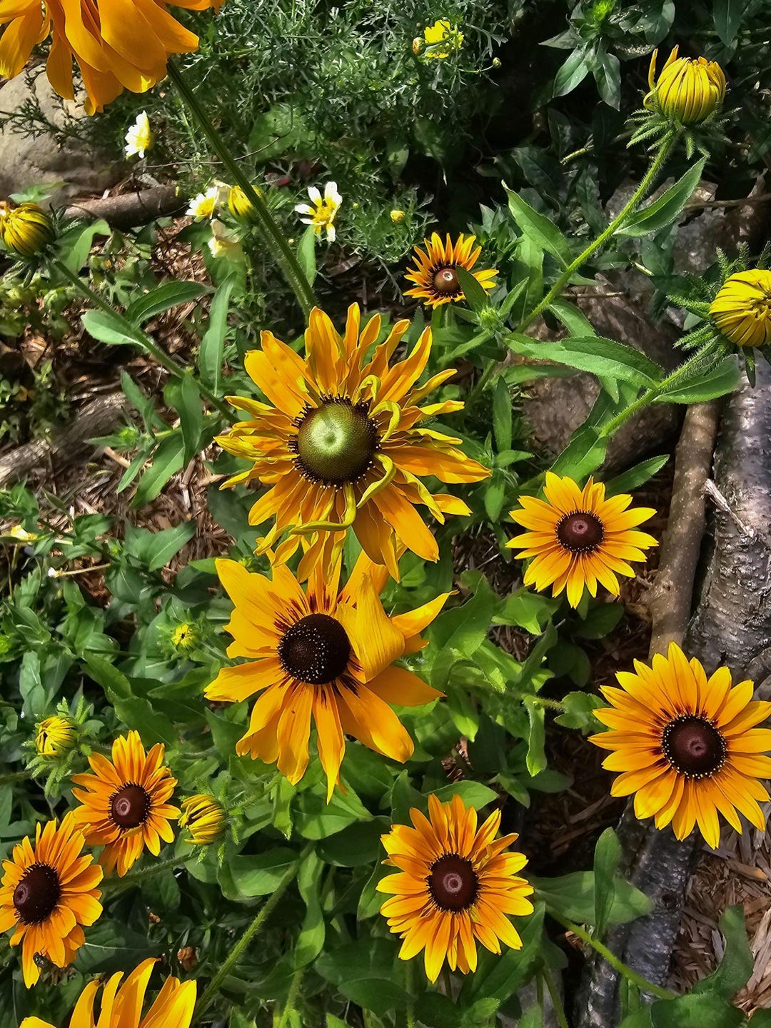 Goldilocks, Double Black Eyed Susan Daisy (20+ Seeds), Annual/perrenial ...