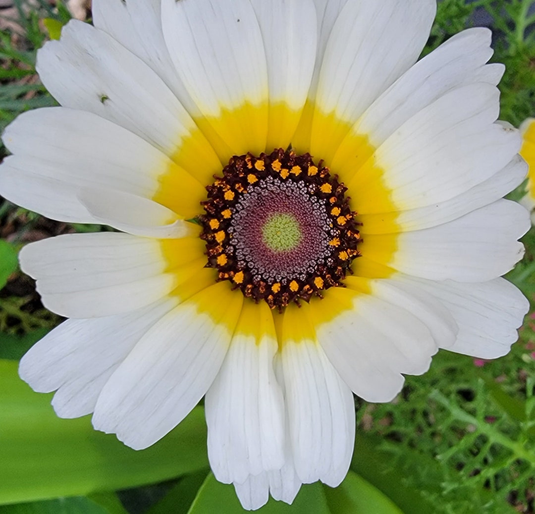 Polar Star Chrysanthemum (20+ Seeds), Annual (seed Packet) - Etsy