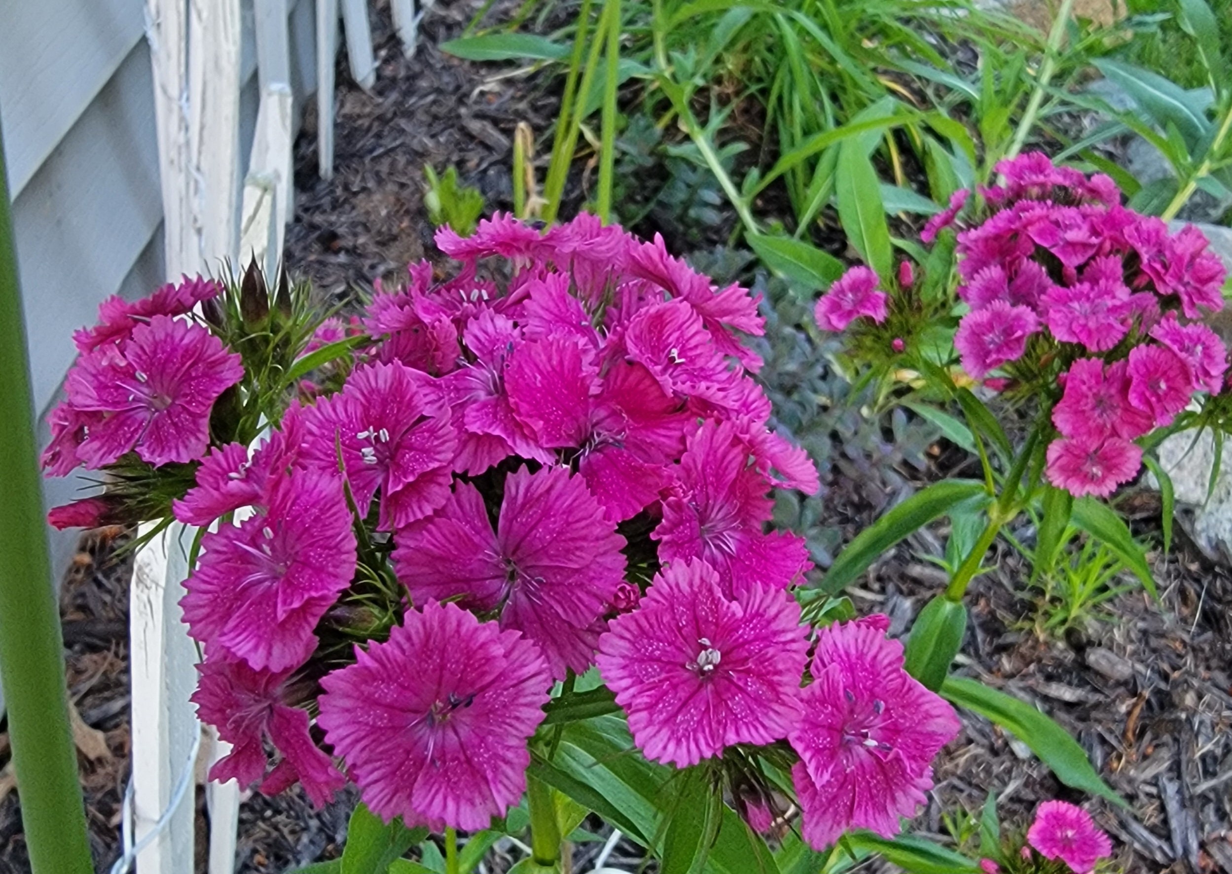 Dianthus Sweet William, Perennial (60+ Seeds) - Etsy