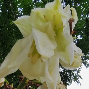 Giant Cold Hardy Yucca, Perennial seed Packet - Etsy