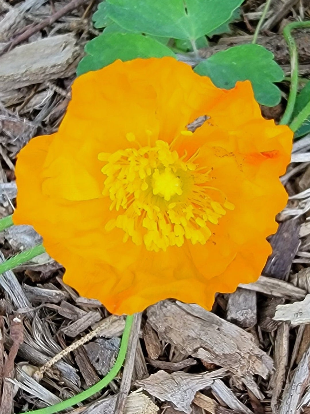 Iceland Poppy Mix Perennial - Etsy