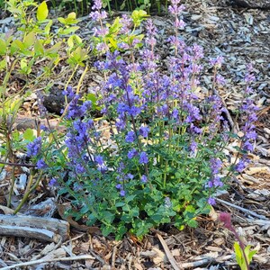 Catmint (30+ Seeds), Perennial - Etsy