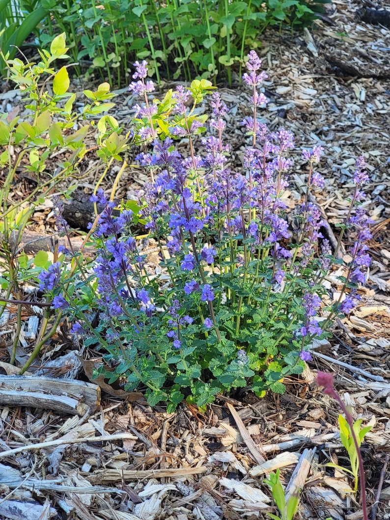 Catmint (30+ Seeds), Perennial - Etsy