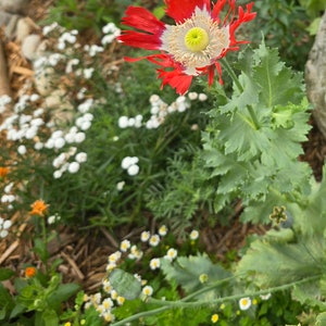 Danish Flag Poppy 100+ Seeds, Annual (seed Packet) - Etsy
