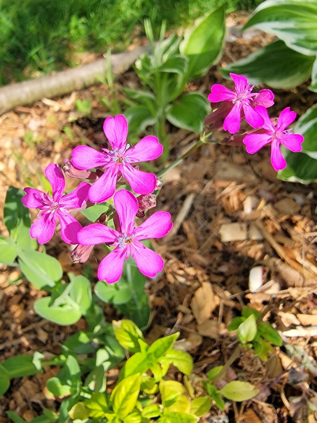 Pink Catchfly, Perennial (seed Packet) - Etsy