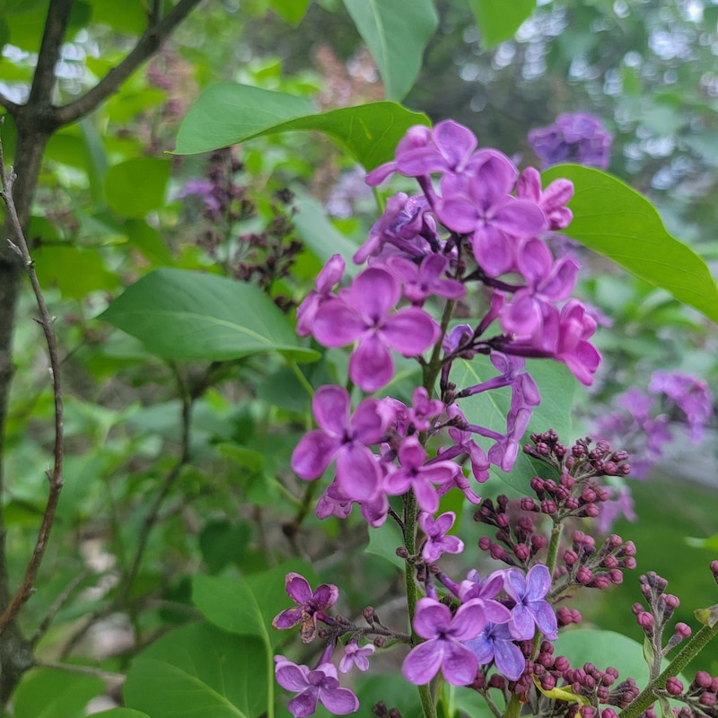 Lilac Seeds - Etsy