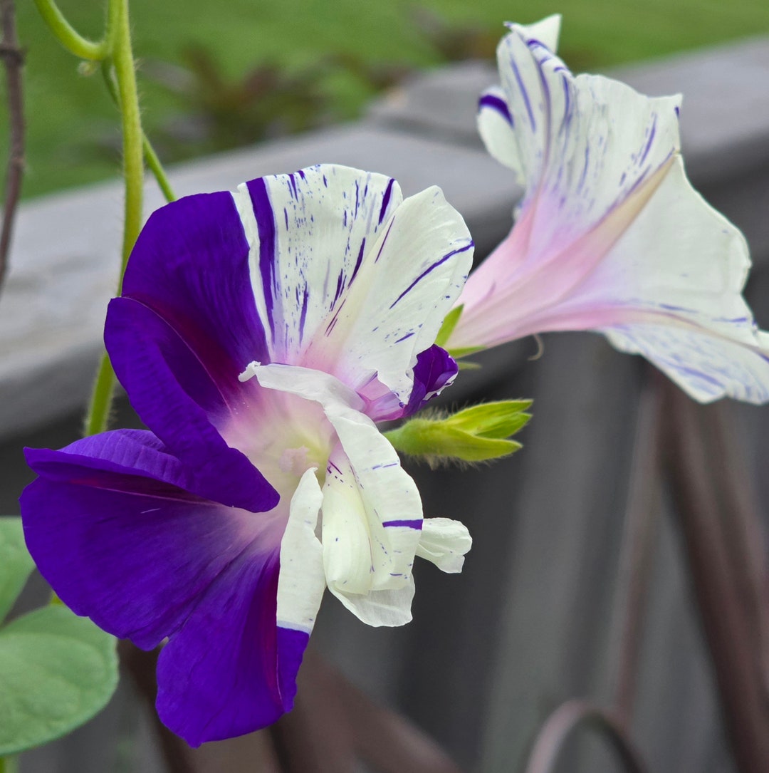 Morning Glories, (exotic Crosses Mix) Annual (20+ Large Seeds) - Etsy