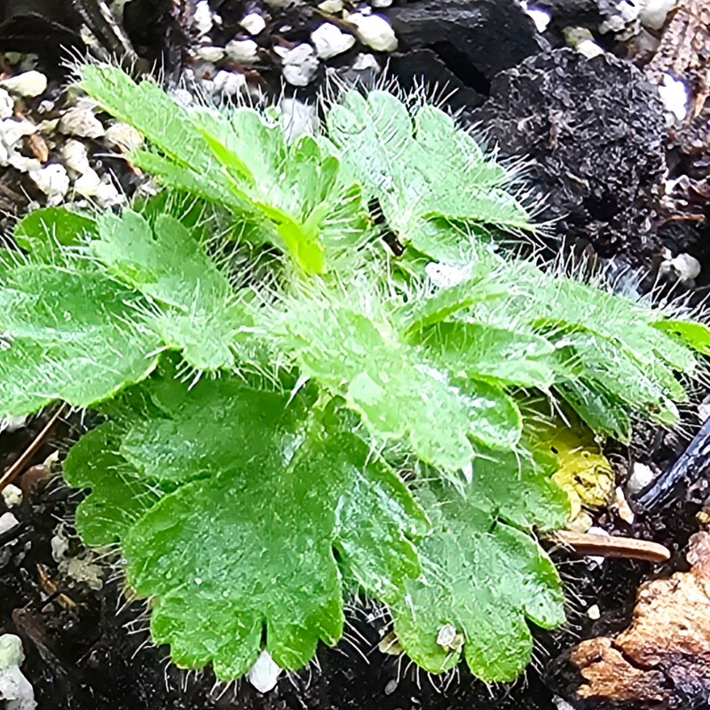 Prairie Smoke Flower - Etsy