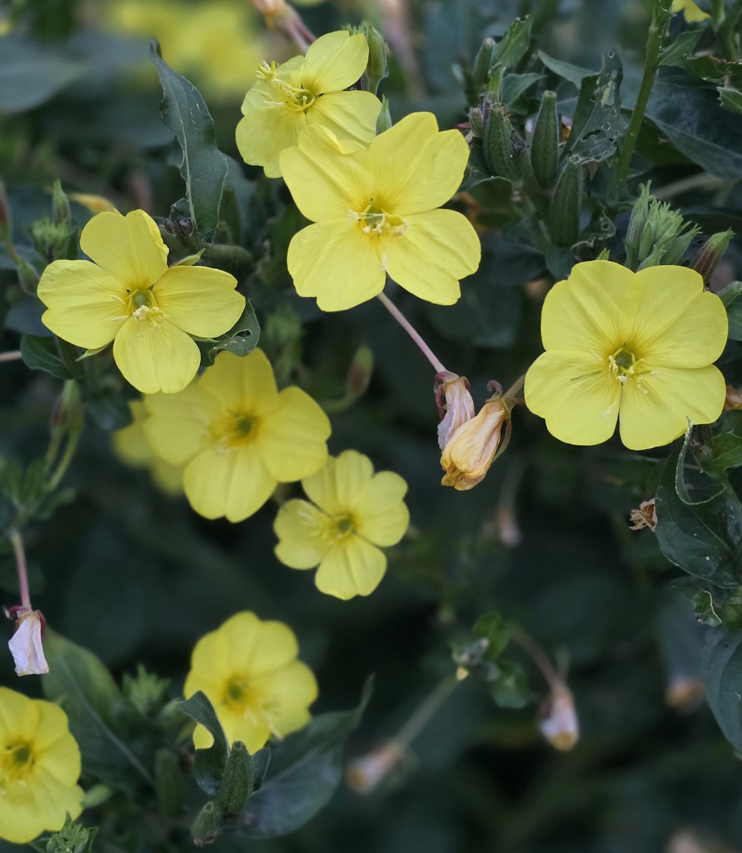 Yellow Evening Primrose (bush Like), 50+ Seeds, Perennial - Etsy