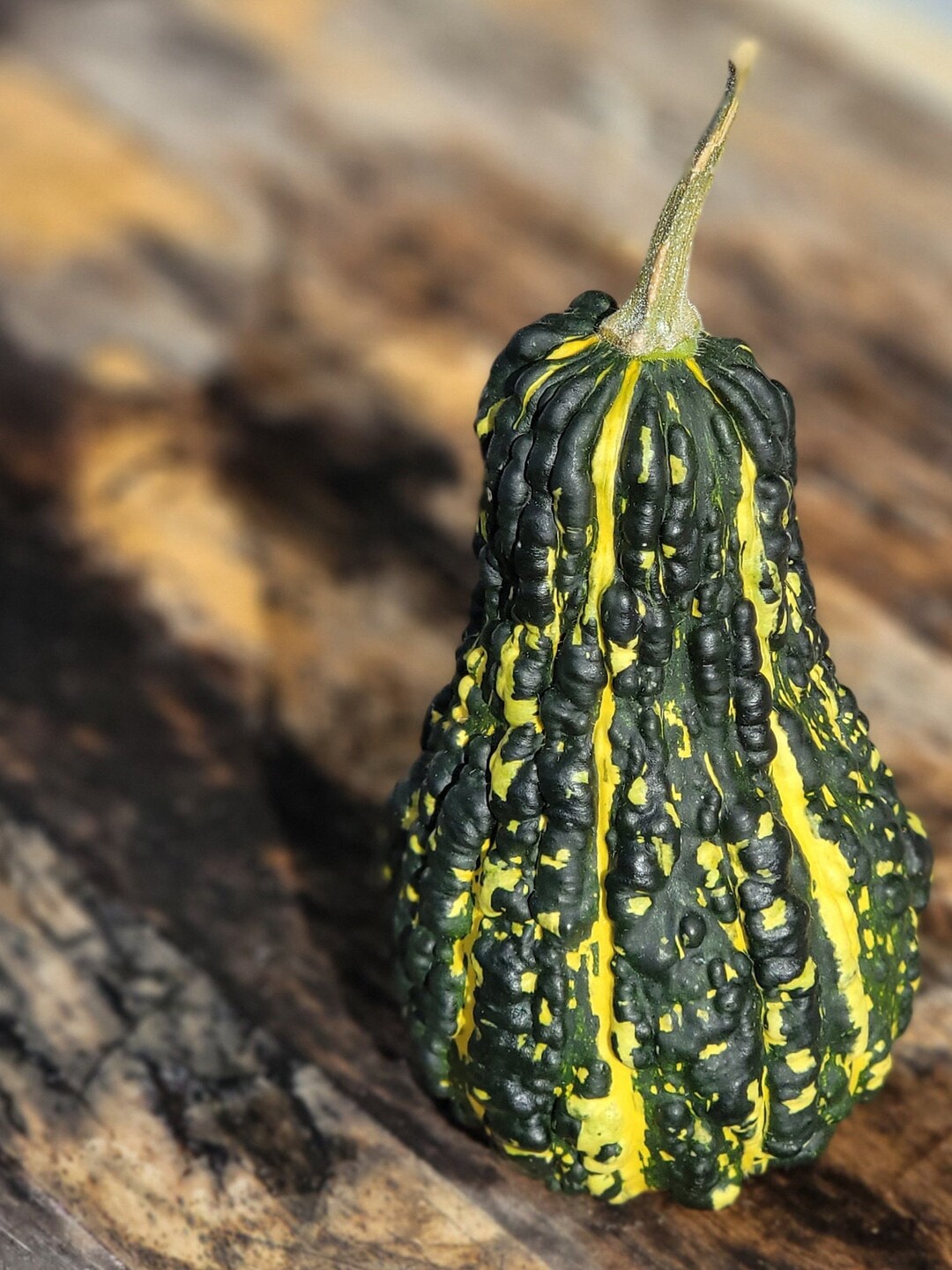Green and Tan Striped Gourd (10+ Seeds), Ornamental Gourd (extremely ...