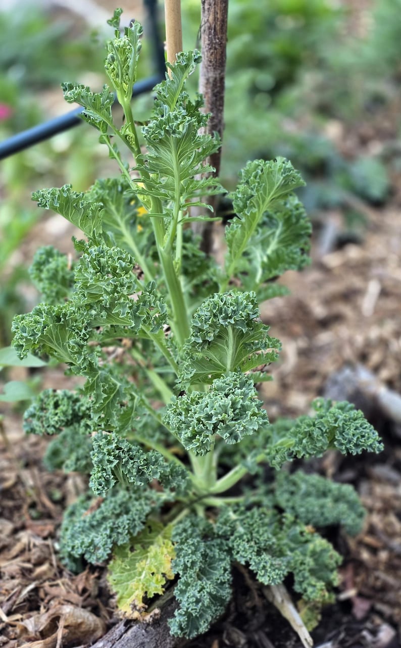Blue Curled Perennial Kale, 110+ Bulk Seeds, Perennial - Etsy