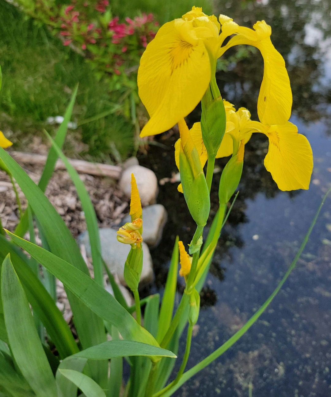Happy Yellow Iris (happy on Land or Water) 15+ Seeds, Perennial - Etsy