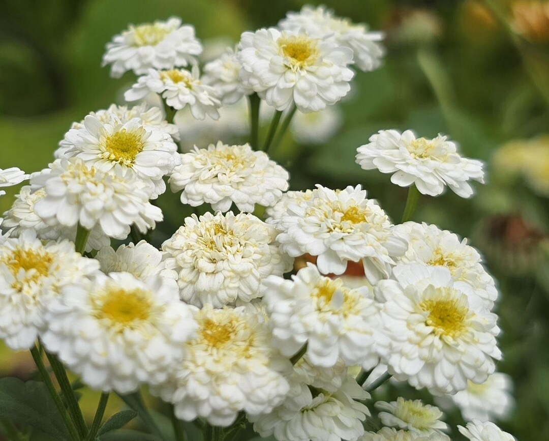 Feverfew Tetra White Wonder (20+ Seeds), Perennial - Etsy