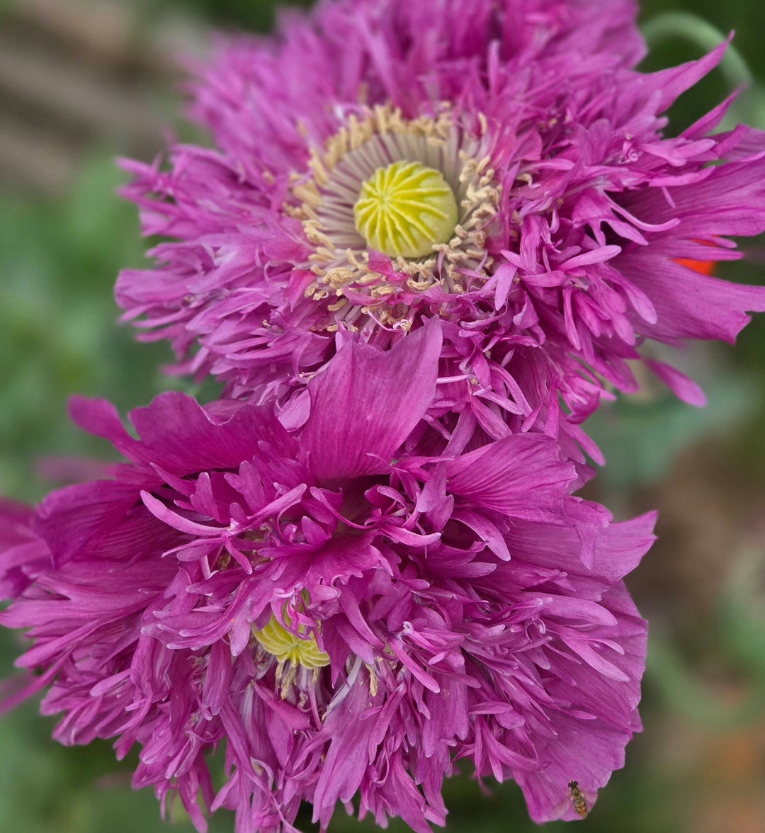 Feathered Lavender Poppy, 100+ Seeds (unsure If Annual/perrenial) - Etsy