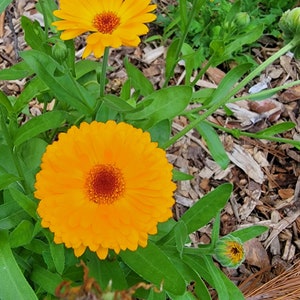 Very Orange Calendula Mix, Annual (seed Packet) - Etsy