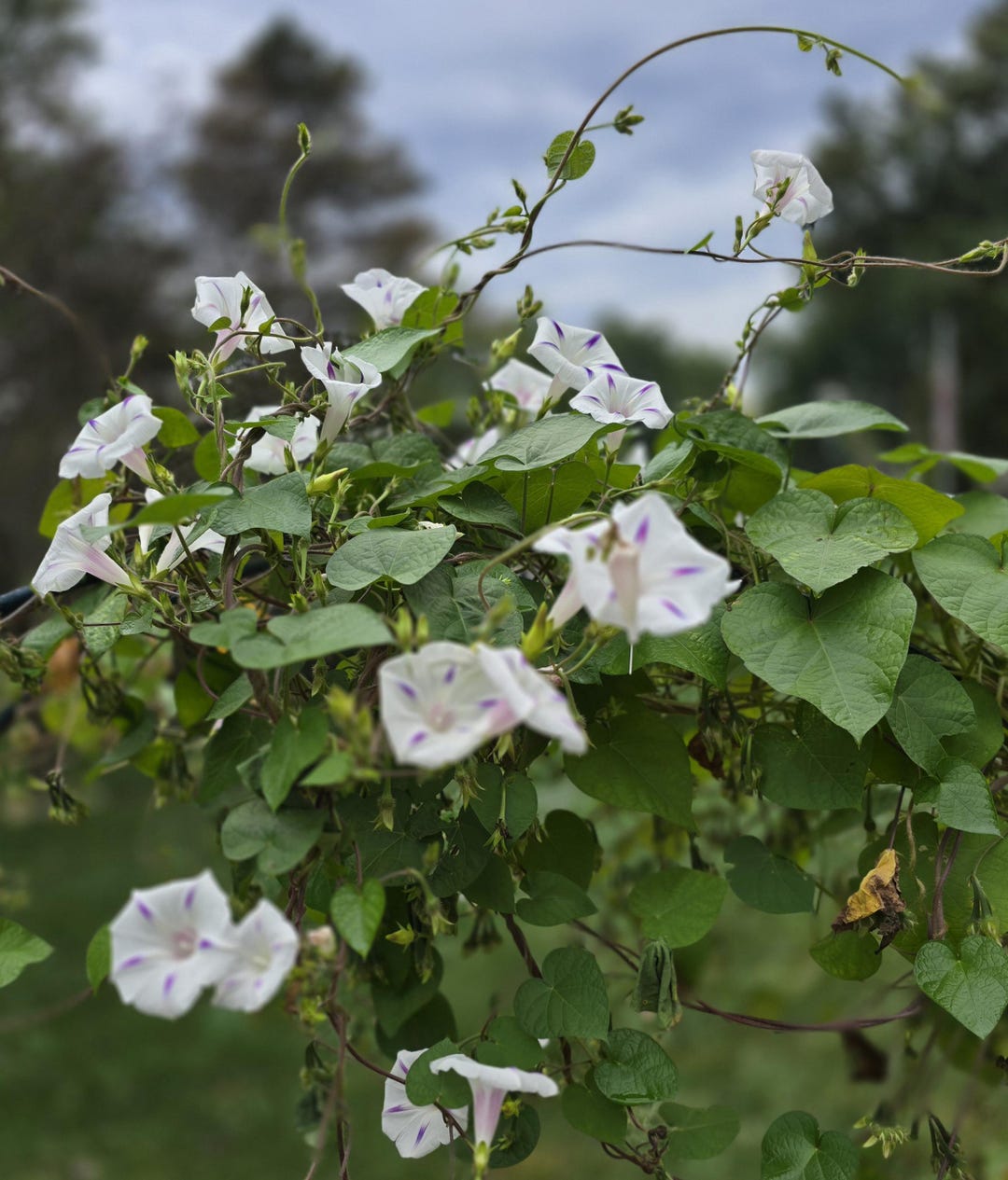 Color Change Morning Glories, Annual (20+ Seeds) - Etsy