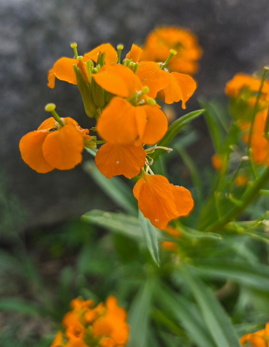 Orange Siberian Wallflower, Biennial (25+ Seeds) - Etsy
