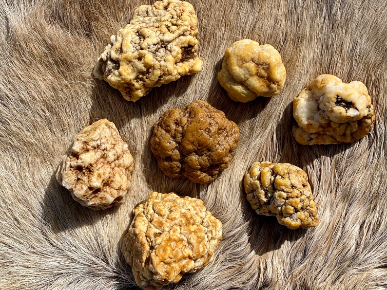 7 Pc of Brain Rocks or Cauliflower Stones for Home Decor - Etsy