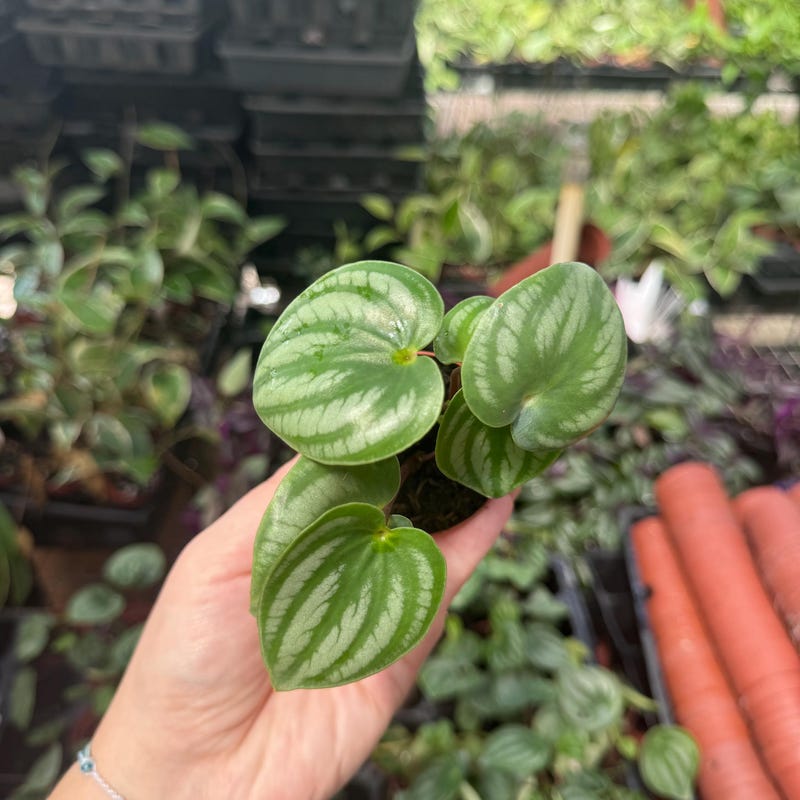 Peperomia - Etsy