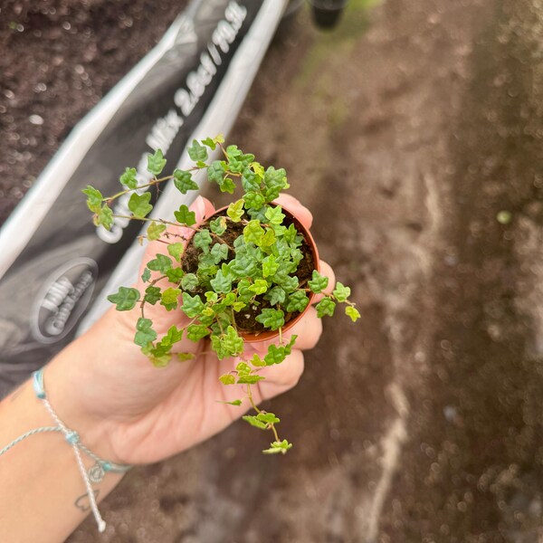 String of Frogs - Etsy