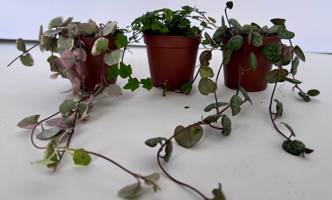2 String Assortment 3 Pack - Etsy