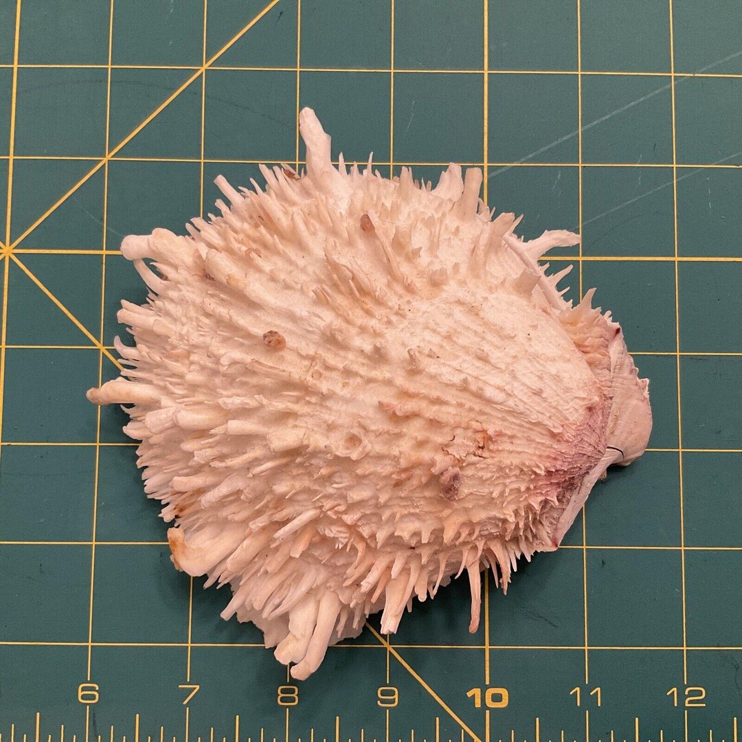 Real Spondylus Princeps Spiny Oyster Shell Large 5” X 5.5” Natural ...