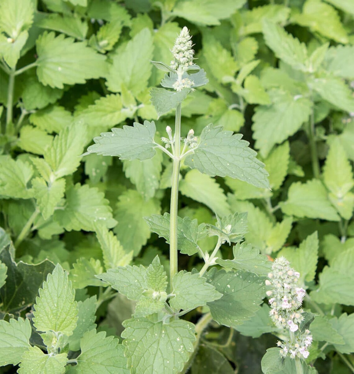 Catnip Tincture Calm the Child Restful Sleep - Etsy