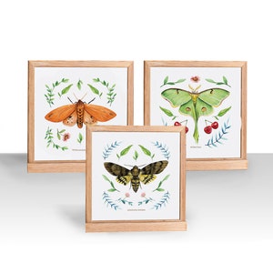 Moth Species Print, Watercolour Deaths-head Hawk-moth, Entomology ...