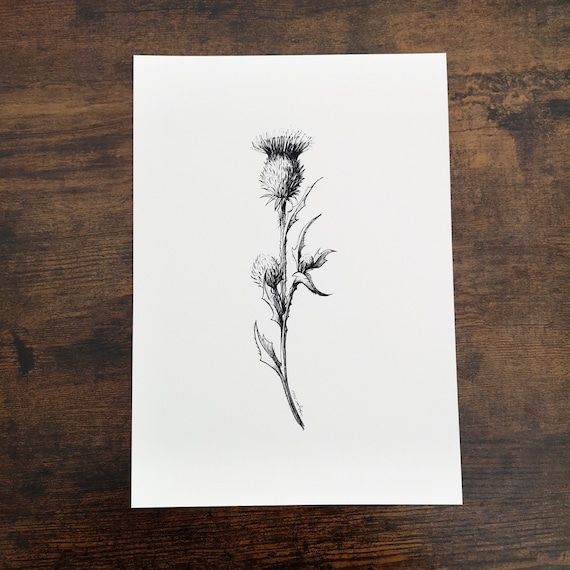 Scotch Thistle Drawing